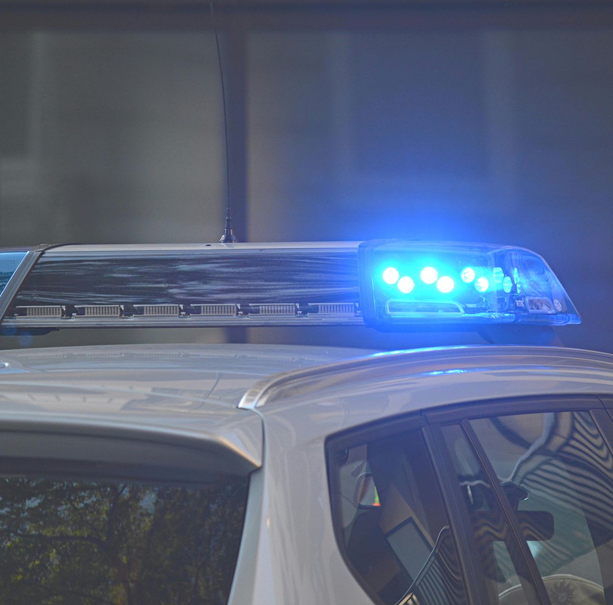 La Prédation Humaine dans les Rues de Paris | PELTA | Pelta